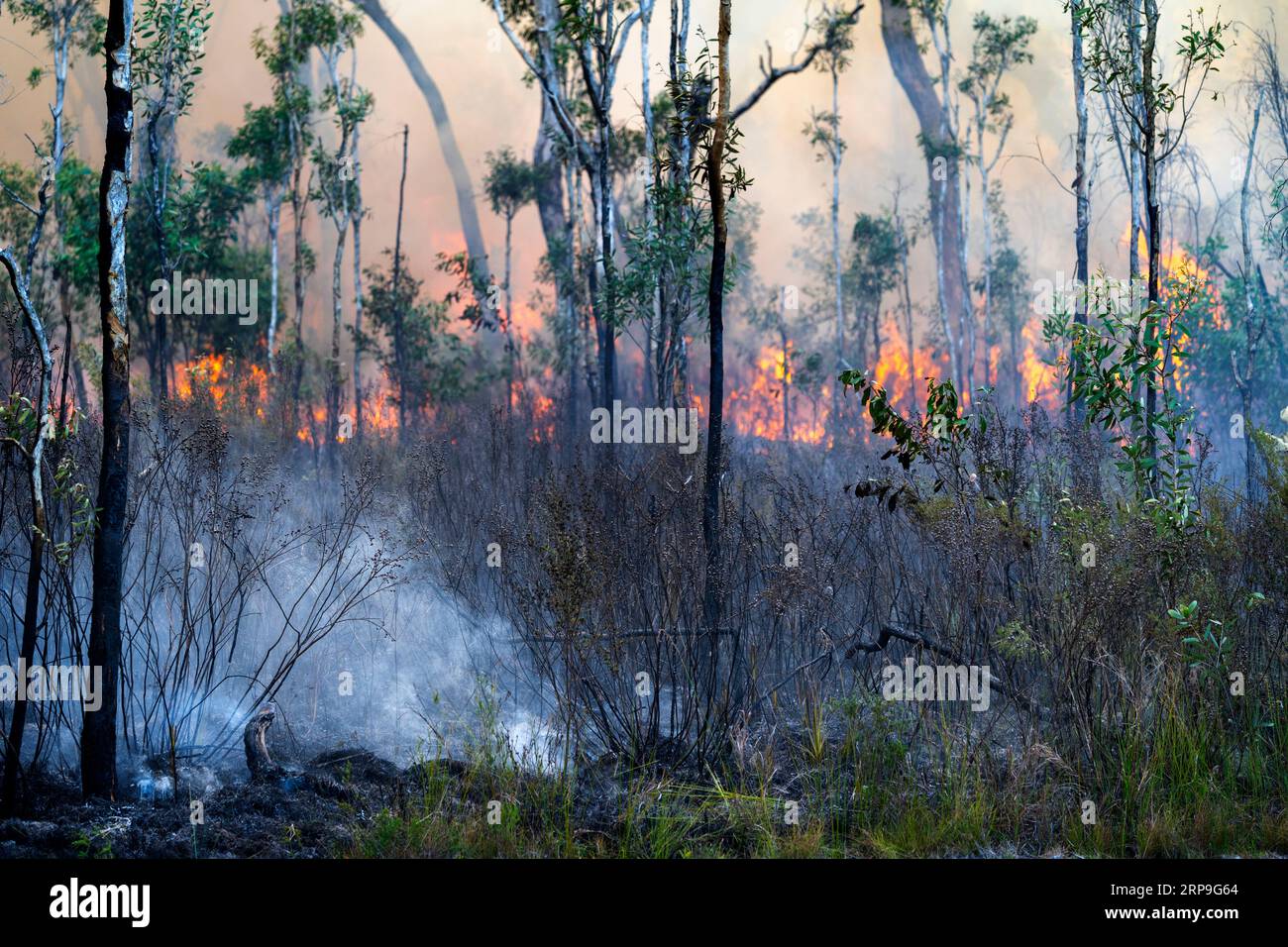 Smoke and flames rising from burnt bushland after controlled burn ...