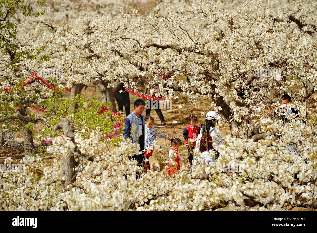 Yang wanli hi-res stock photography and images - Alamy