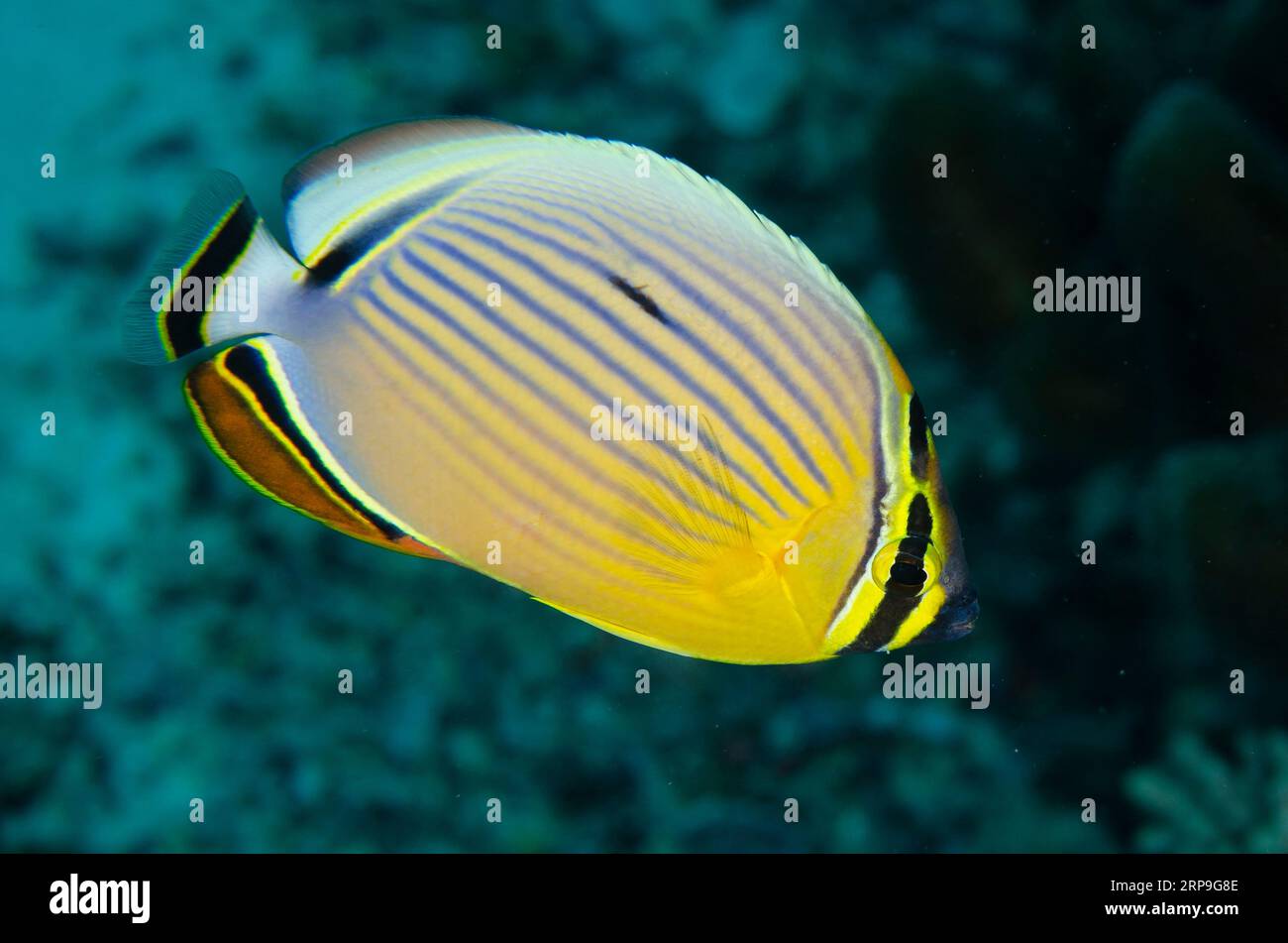 Redfin Butterflyfish, Chaetodon lunulatus, Batu Gosoh dive site, Bangka ...