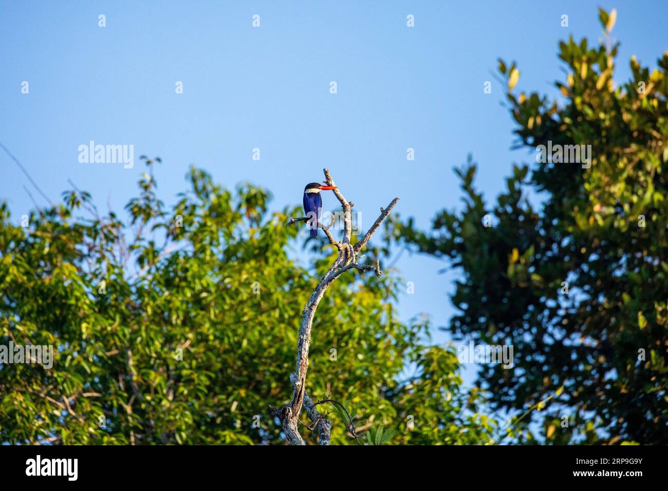 Sundarbans, Bangladesh: Black-capped Kingfisher (Halcyon pileata) on a ...