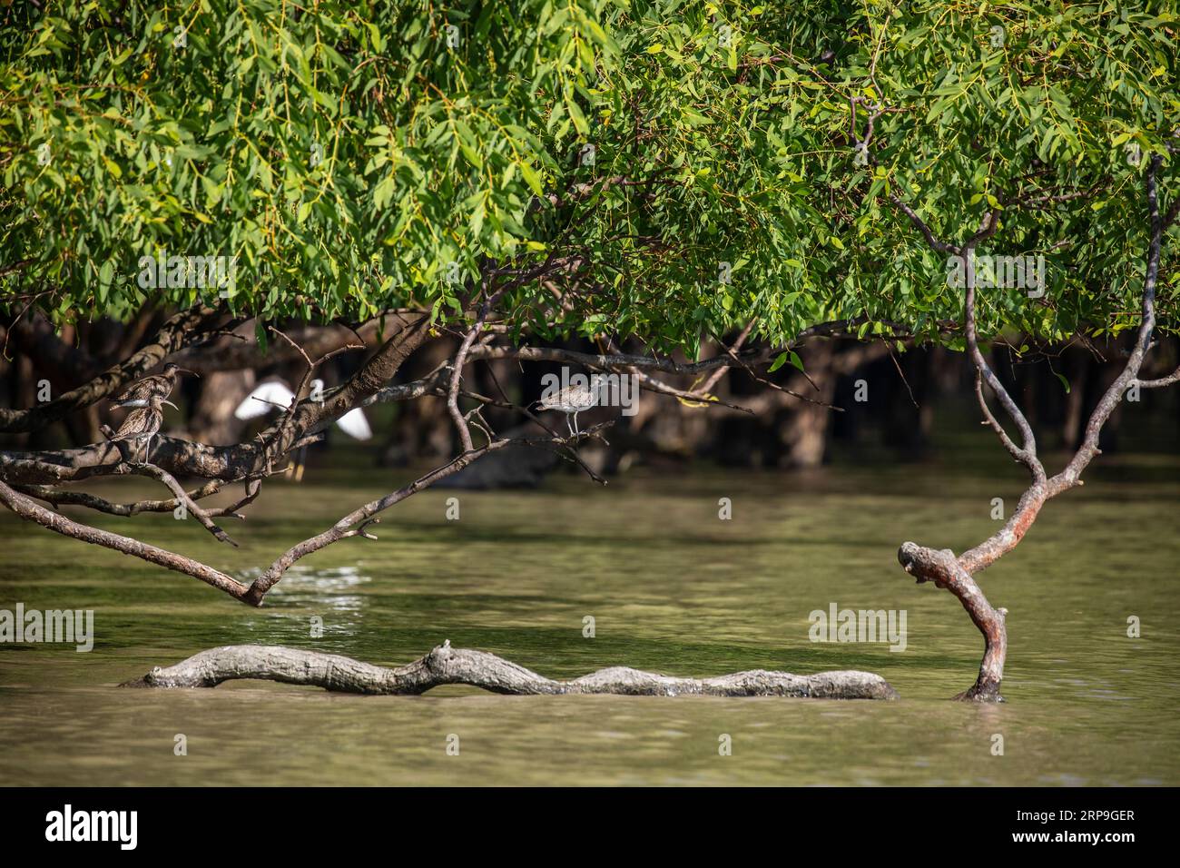 Sundarbans, Bangladesh: Eurasian curlew or common curlew (Numenius ...