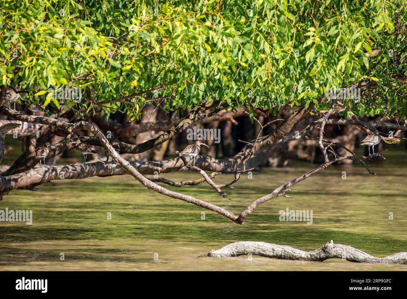 Sundarbans, Bangladesh: Eurasian curlew or common curlew (Numenius ...