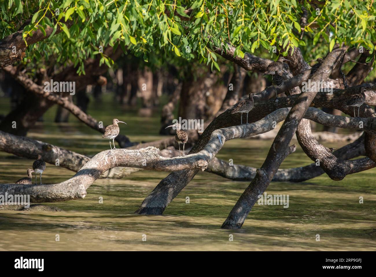 Sundarbans, Bangladesh: Eurasian curlew or common curlew (Numenius ...