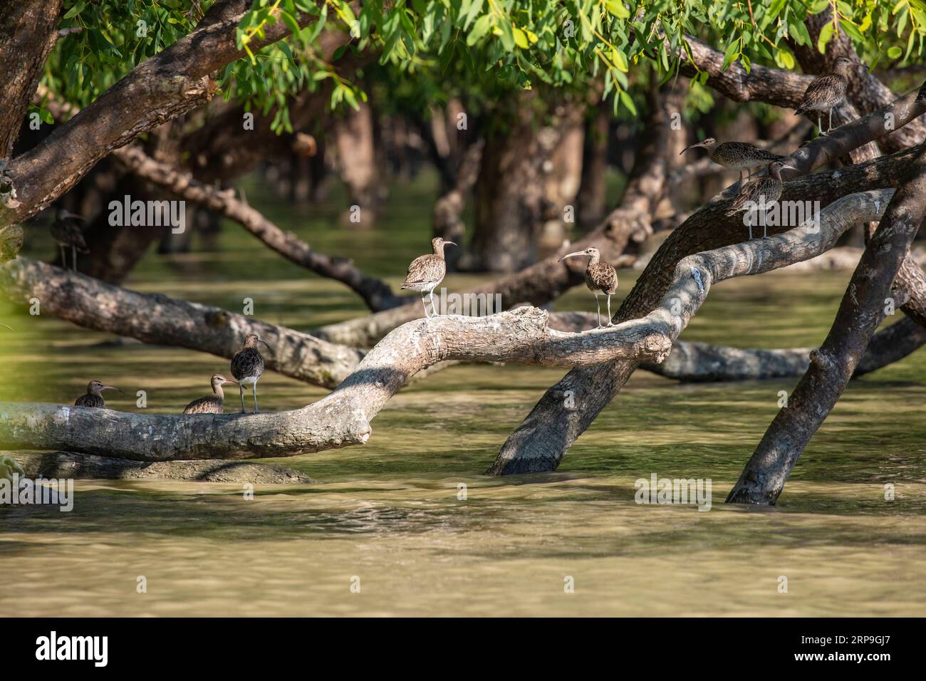 Sundarbans, Bangladesh: Eurasian curlew or common curlew (Numenius ...