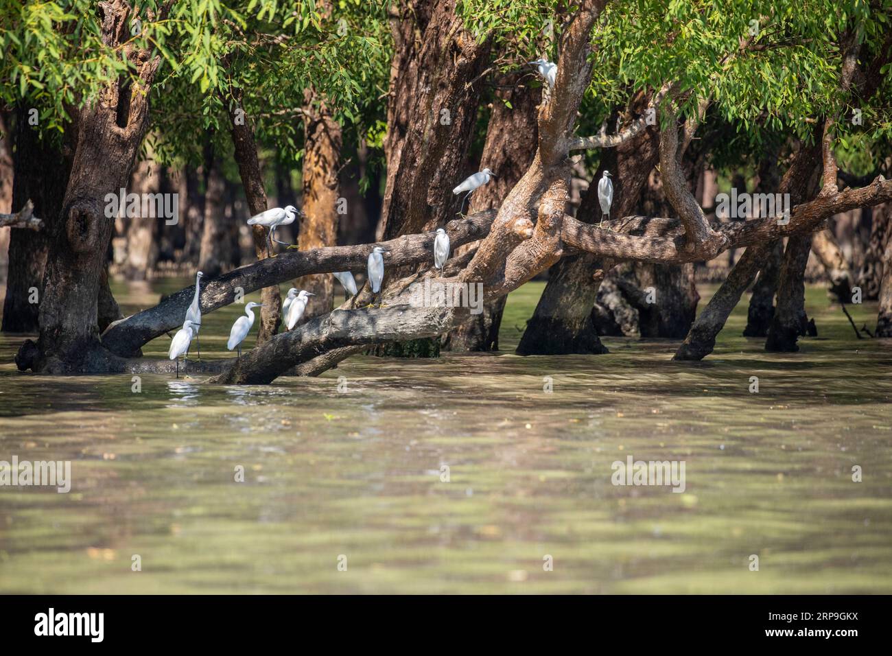 Sundarban wildlife hi-res stock photography and images - Alamy