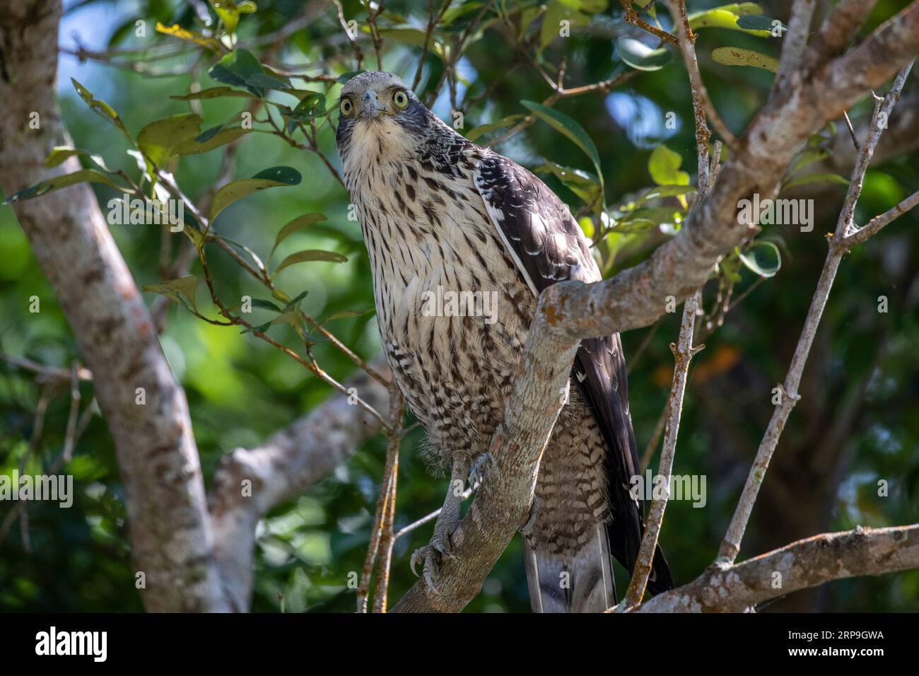 Crested Serpent Eagle Juvenile