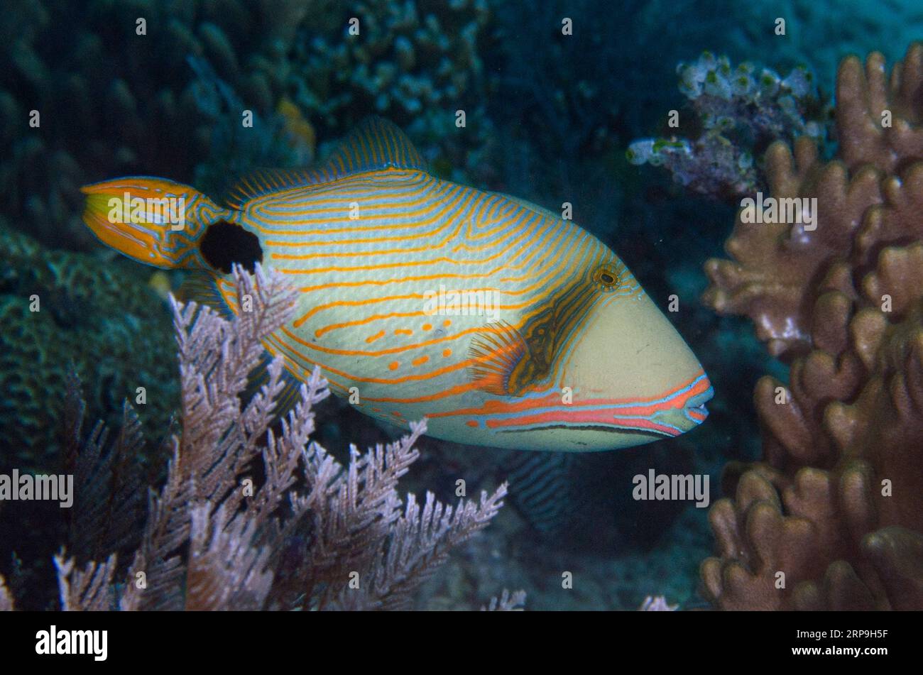 Orange-lined Triggerfish, Balistapus undulatus, Murex House Reef dive ...