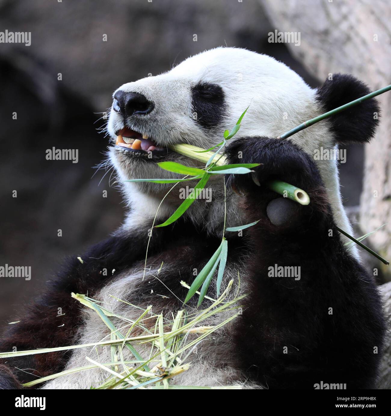(190407) -- SAN DIEGO, April 7, 2019 (Xinhua) -- Twenty-seven-year-old ...