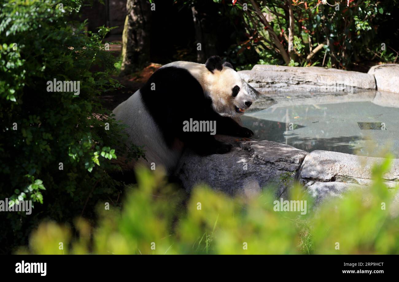 Bai ying hi-res stock photography and images - Alamy