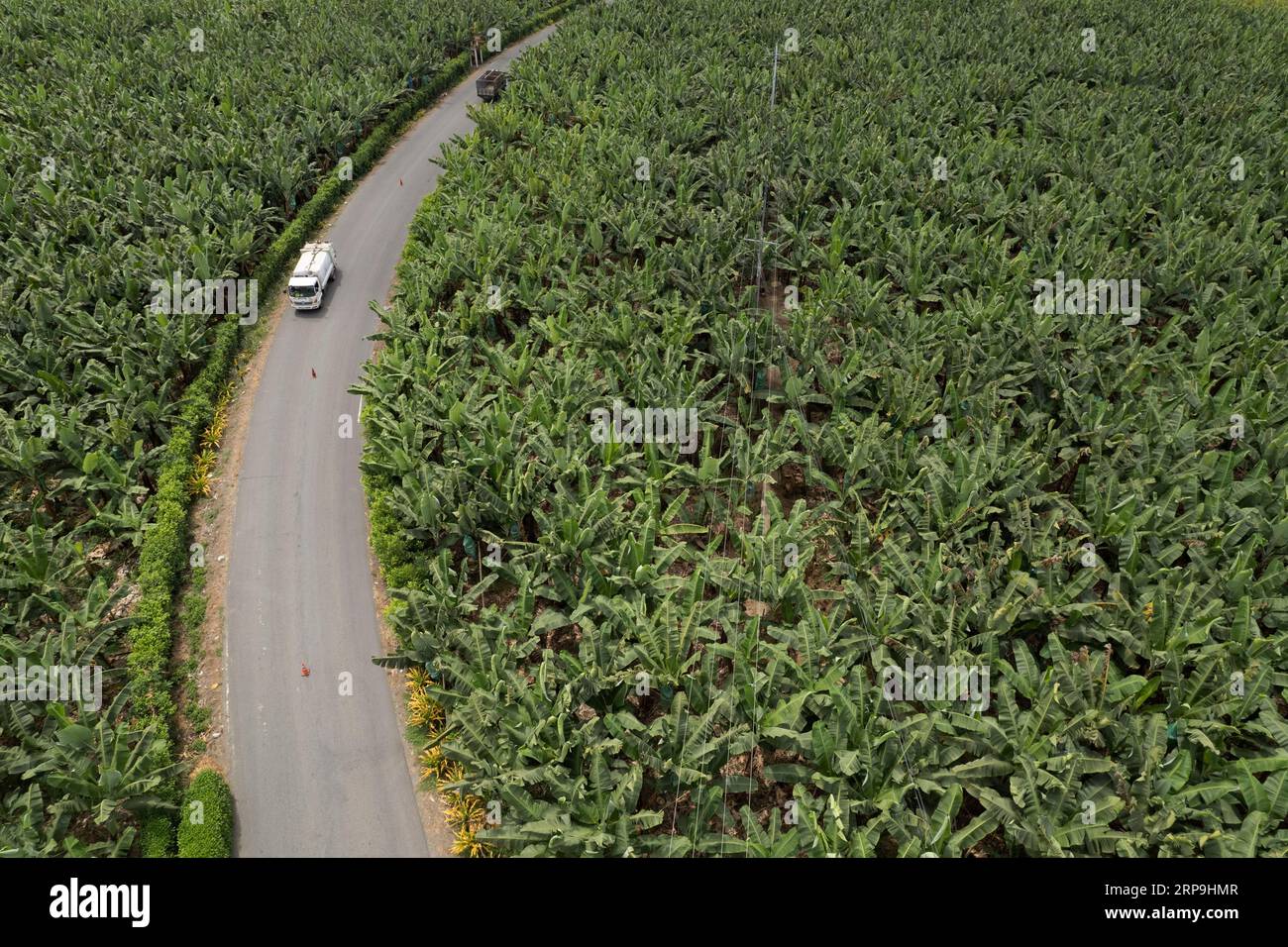Cars pass in the middle of banana farm in Los Rios, Ecuador, Tuesday ...