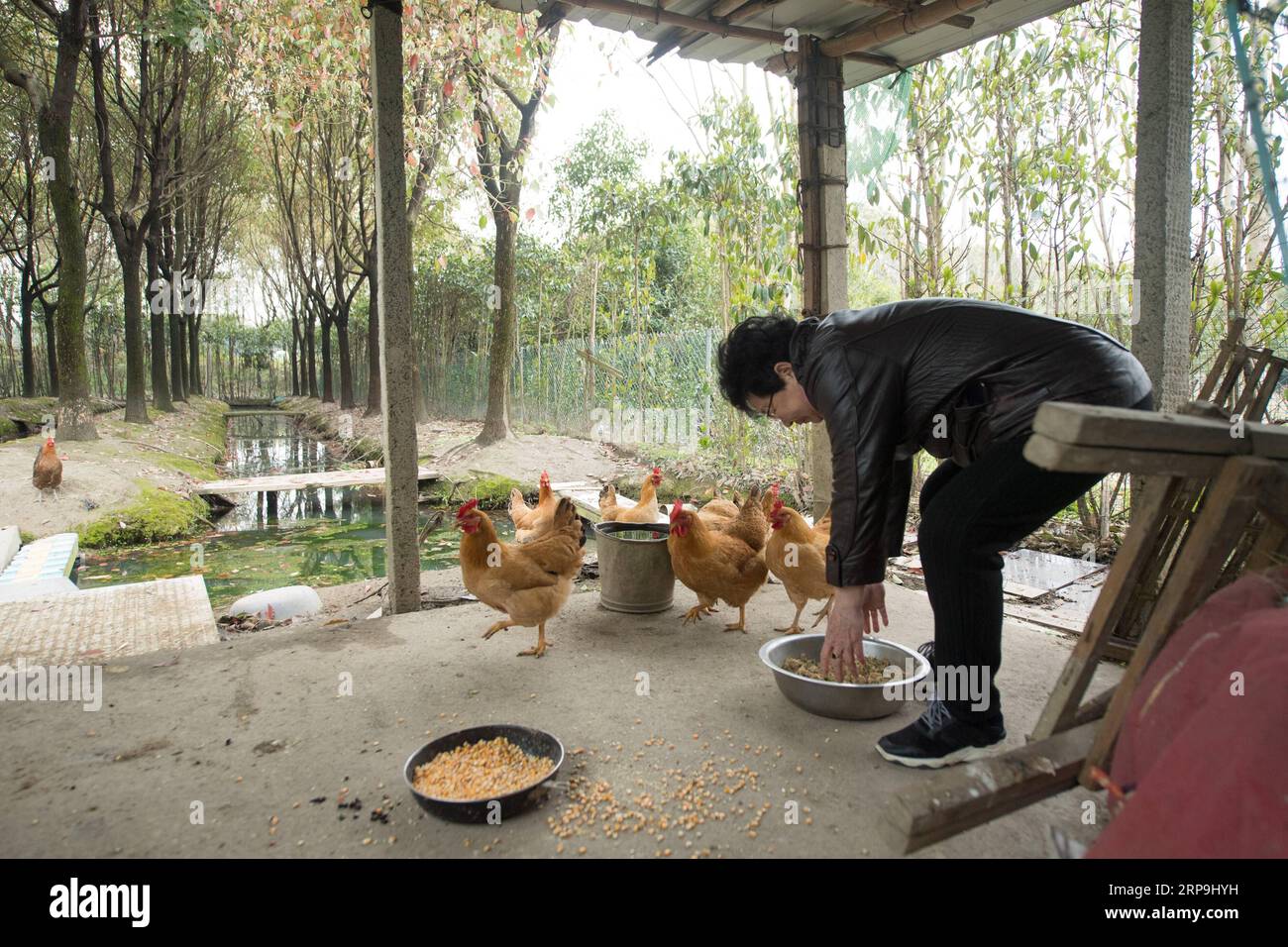 Chicken villa hi-res stock photography and images - Alamy