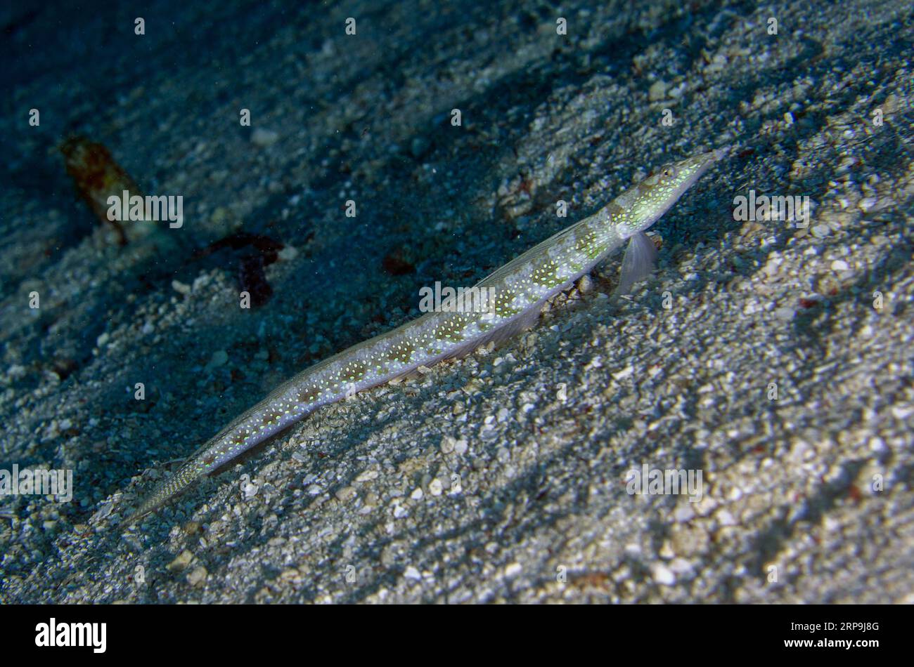 Gold bar sand diver hi-res stock photography and images - Alamy