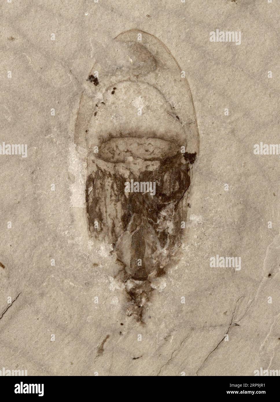 Jellyfish fossil hi-res stock photography and images - Alamy