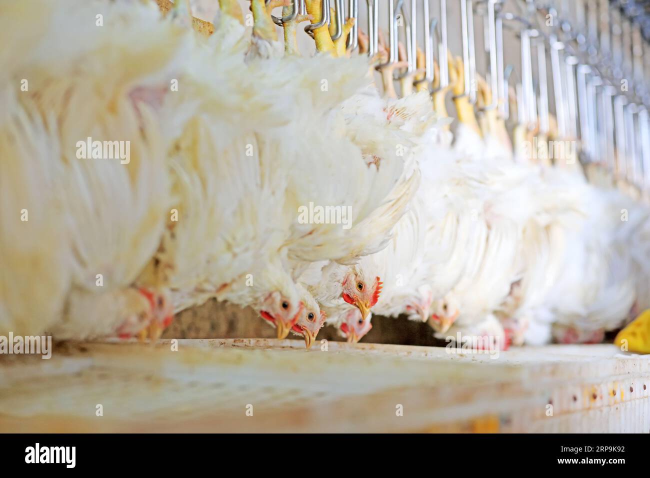 Broiler chickens are hung on slaughter lines Stock Photo - Alamy