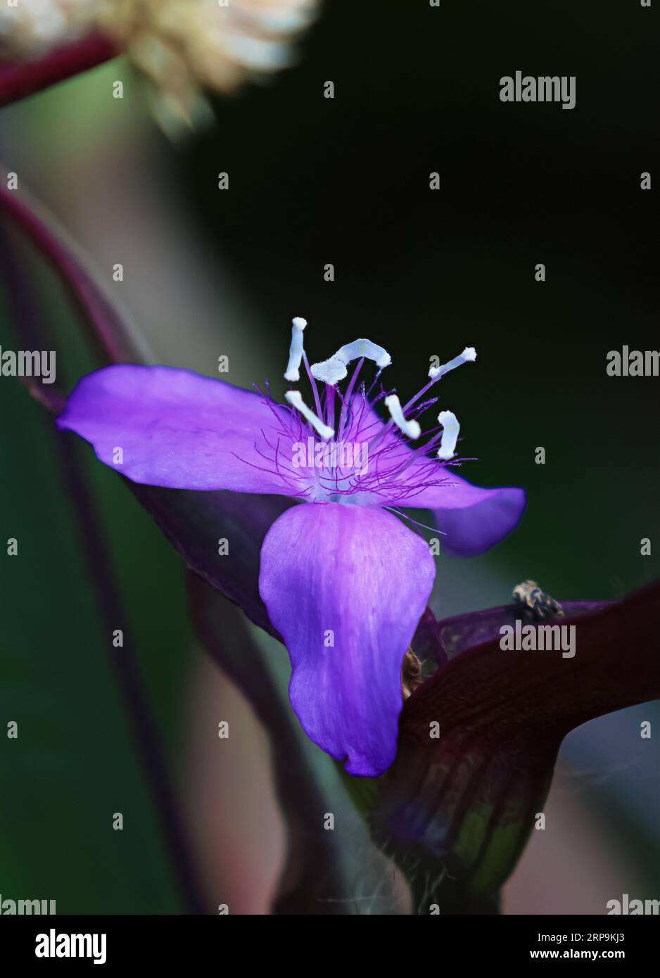 Beautiful plants outside in the garden. lovely flowers Stock Photo - Alamy