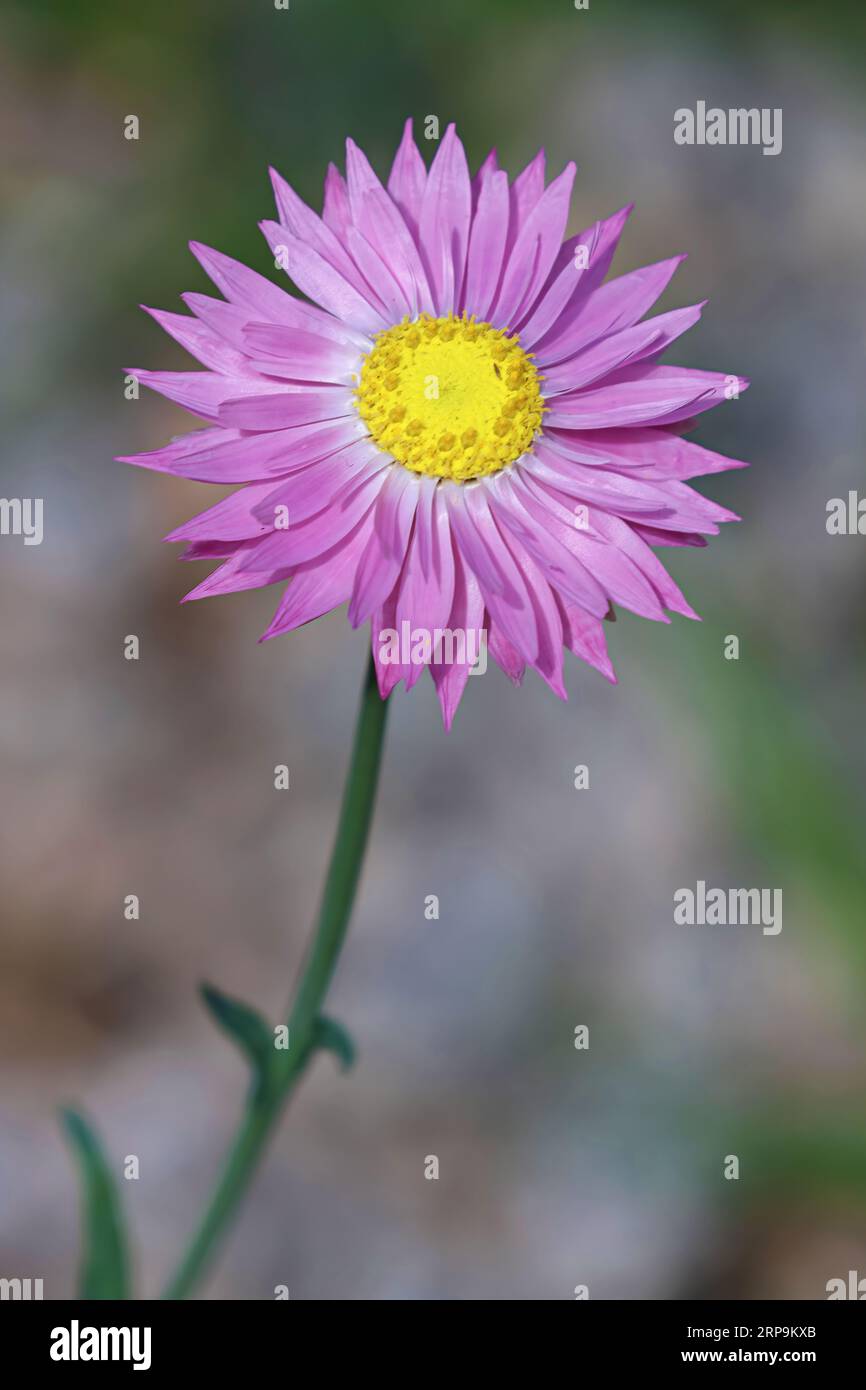 Beautiful plants outside in the garden. lovely pink wild daisy flowers ...