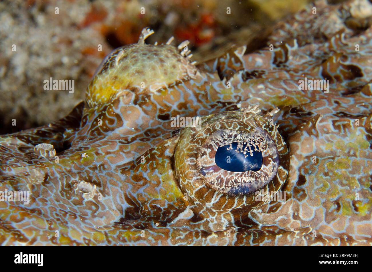 Beauforts crocodile fish hi-res stock photography and images - Alamy