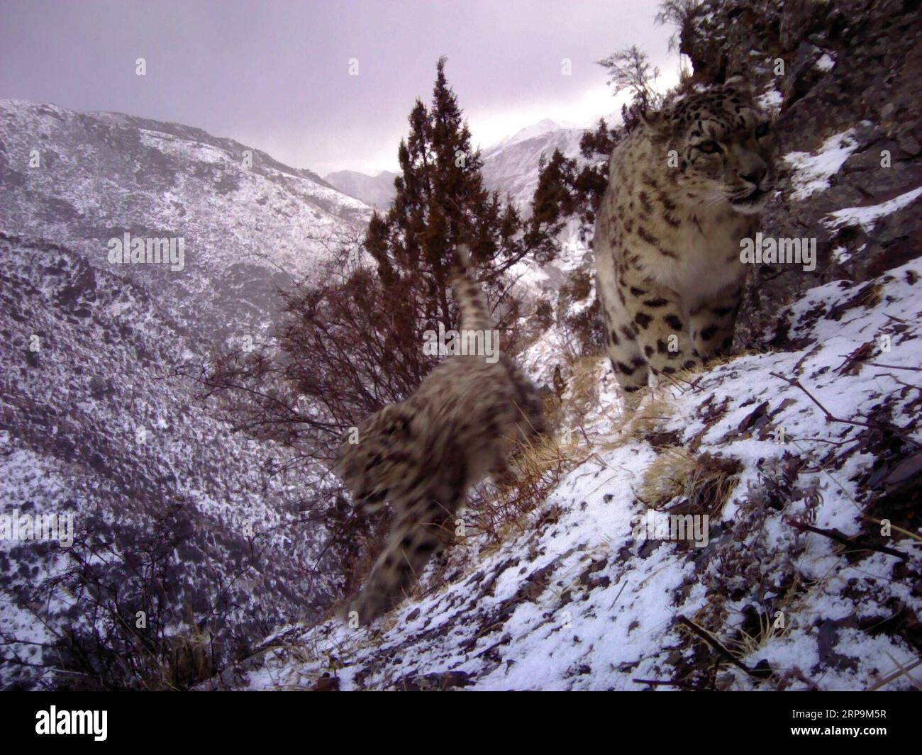 Snow leopard walking in central hi-res stock photography and images - Alamy