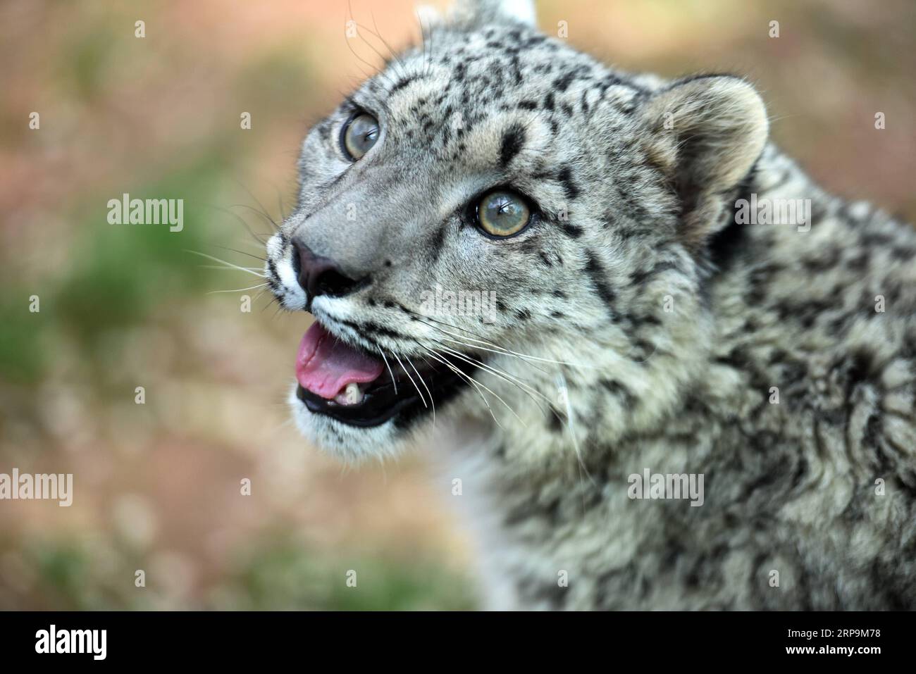 Snow leopard walking in central hi-res stock photography and images - Alamy
