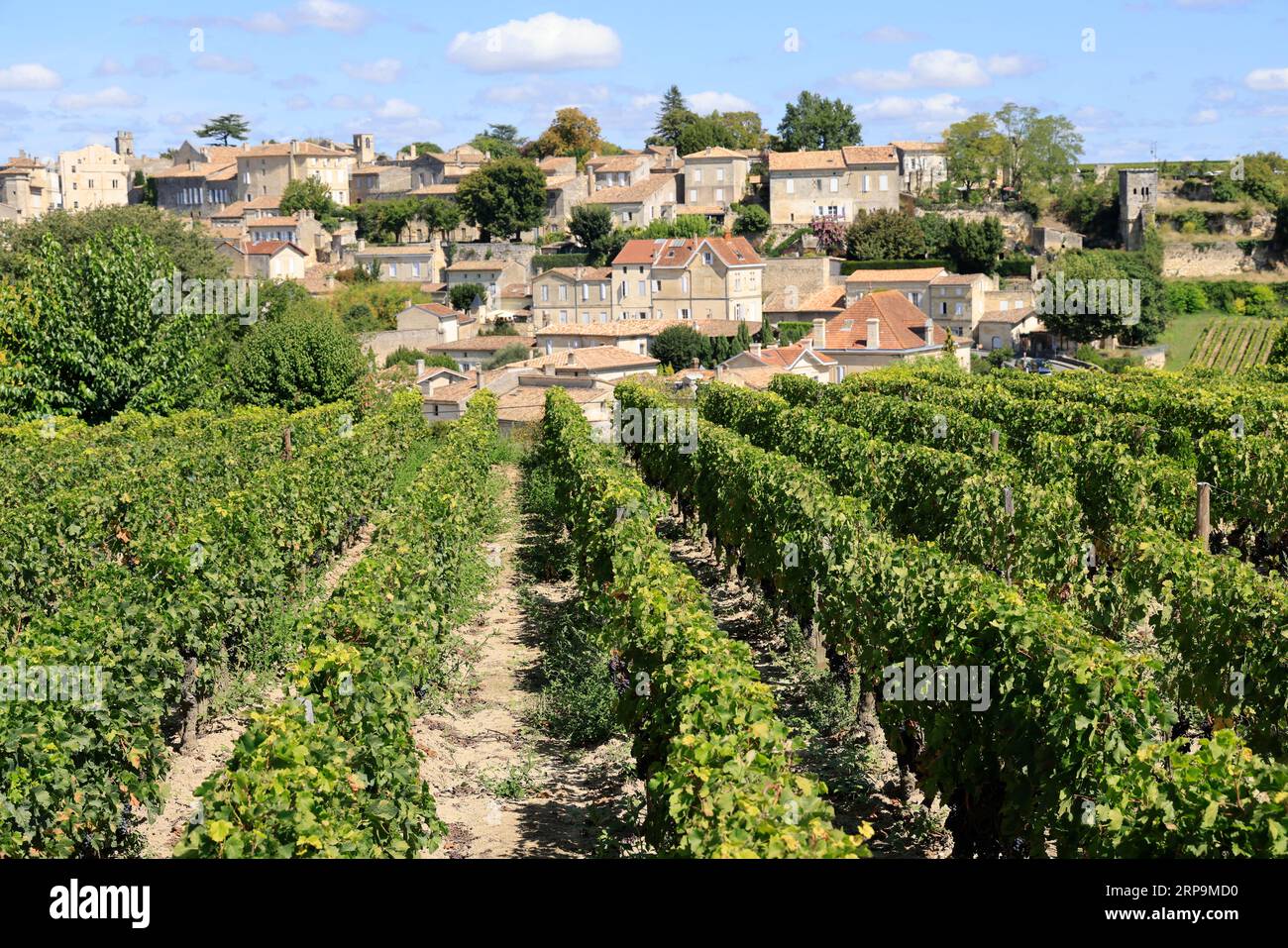 Vigne, vignoble et village de Saint-Émilion. Château Ausone domaine ...