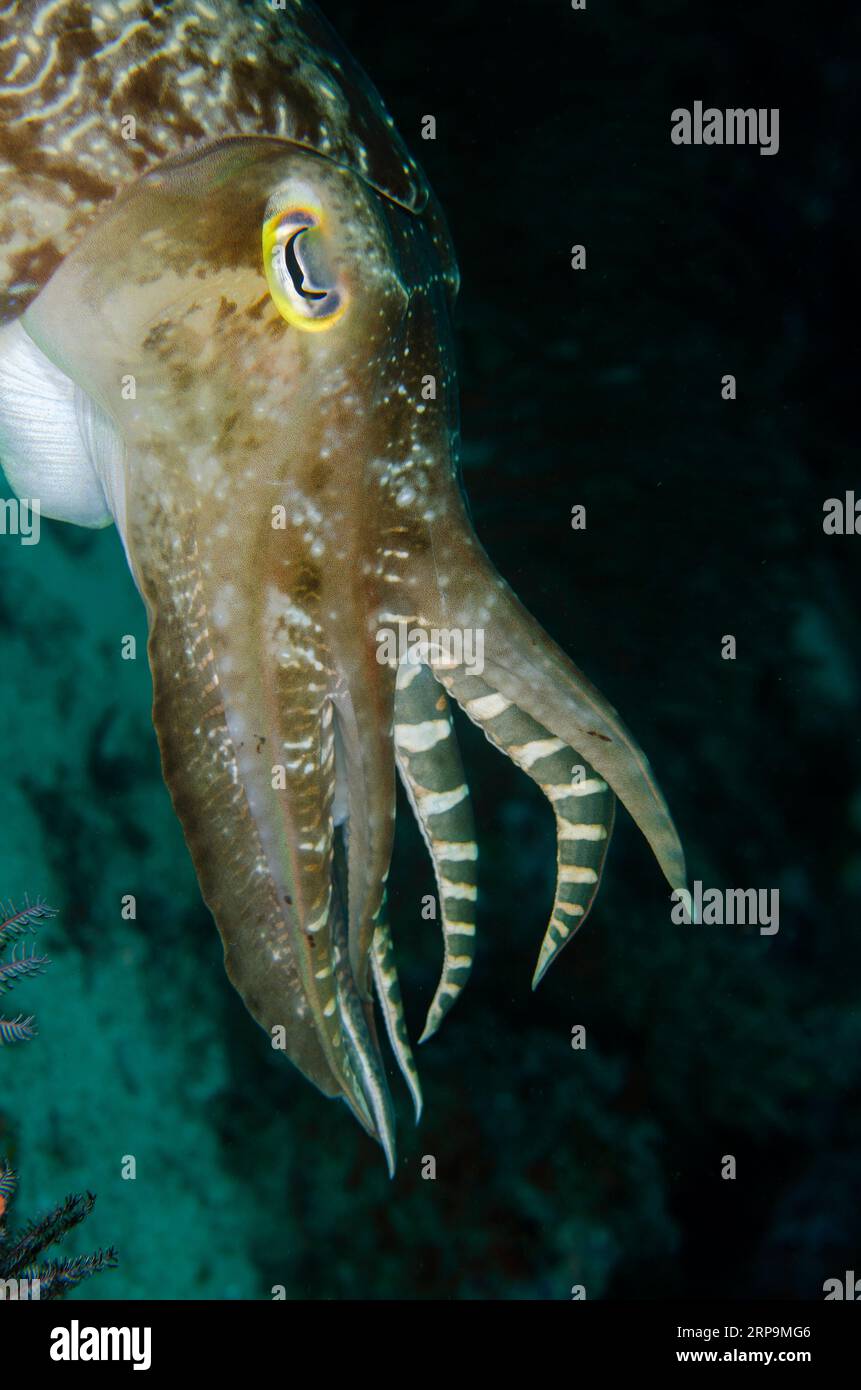 Broadclub Cuttlefish, Sepia latimanus, Sanggamau dive site, Bangka ...
