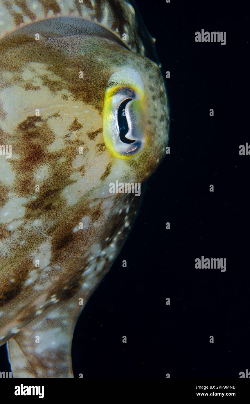 Broadclub Cuttlefish, Sepia latimanus, eye detail, Sanggamau dive site ...