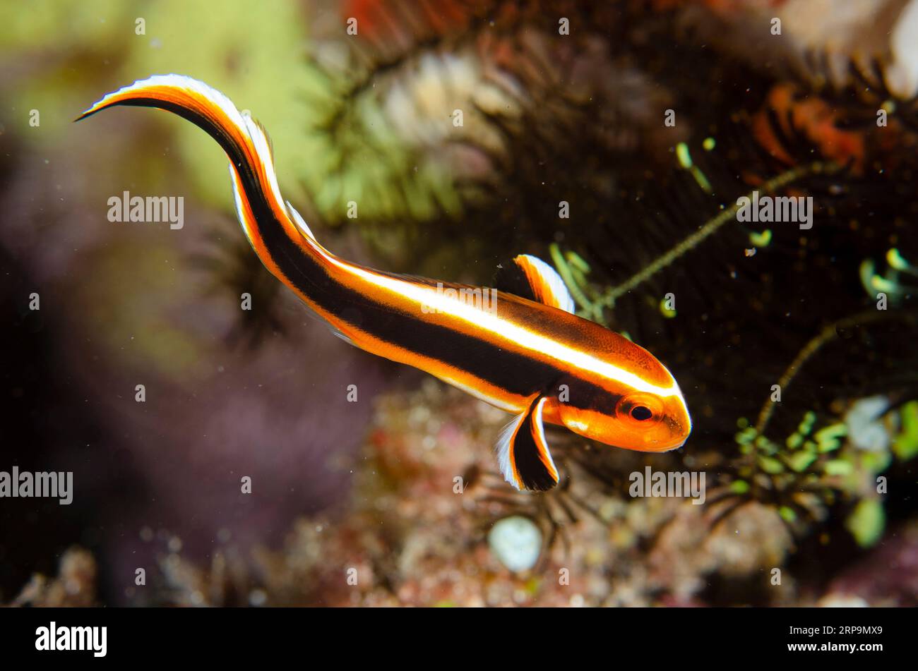 Juvenile Ribbon Sweetlips, Plectorhinchus polytaenia, Sanggamau dive ...