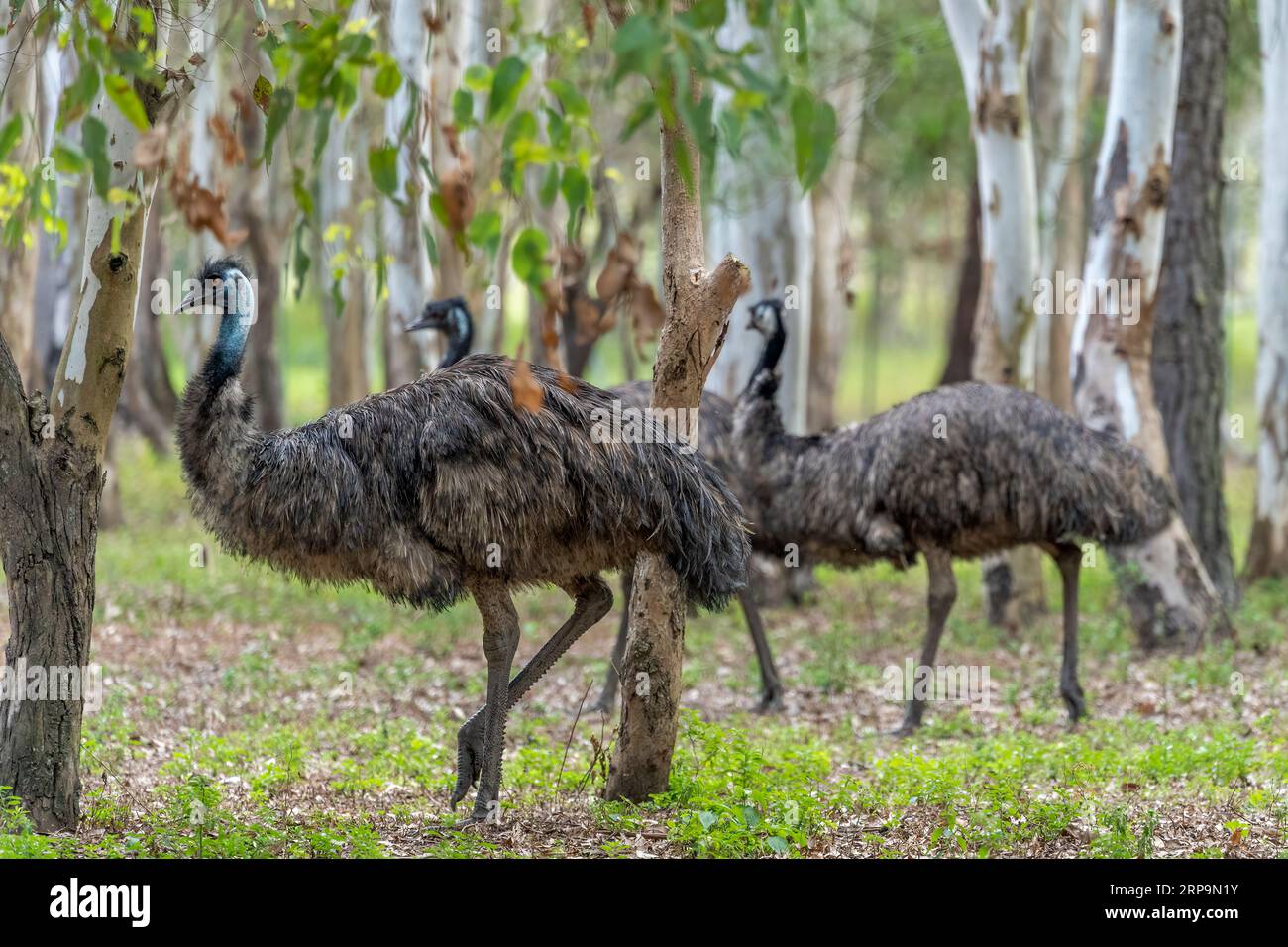 Group of Emus (Dromaius novaehollandiae) walking through bushland ...