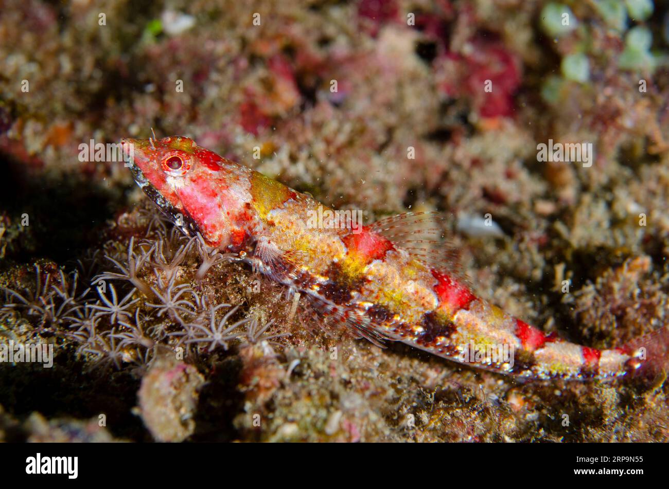 Redmarbled Lizardfish, Synodus rubromarmoratus, Muka Linggua dive site ...