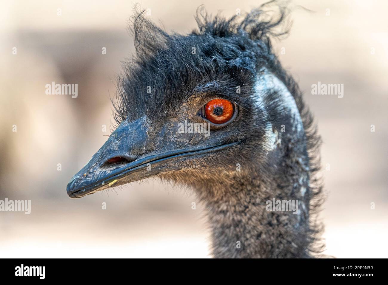Headshot of Emu (Dromaius novaehollandiae) Queensland Australia Stock ...