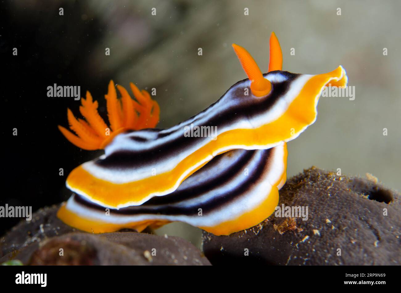 Chromodoris magnifica nudibranch hi-res stock photography and images ...