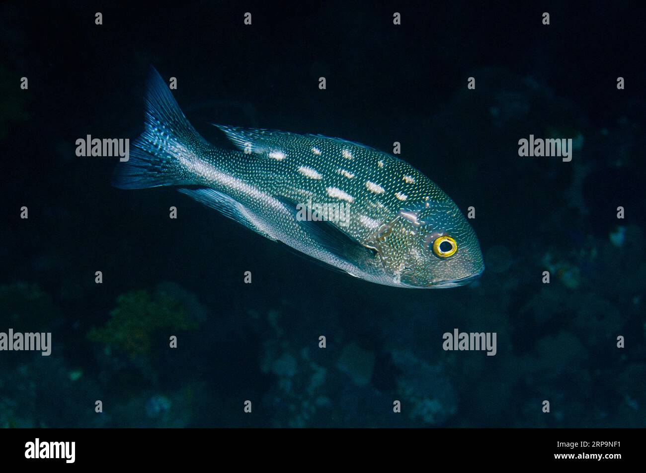 Juvenile Midnight Snapper, Macolor macularis, night dive, Murex House ...