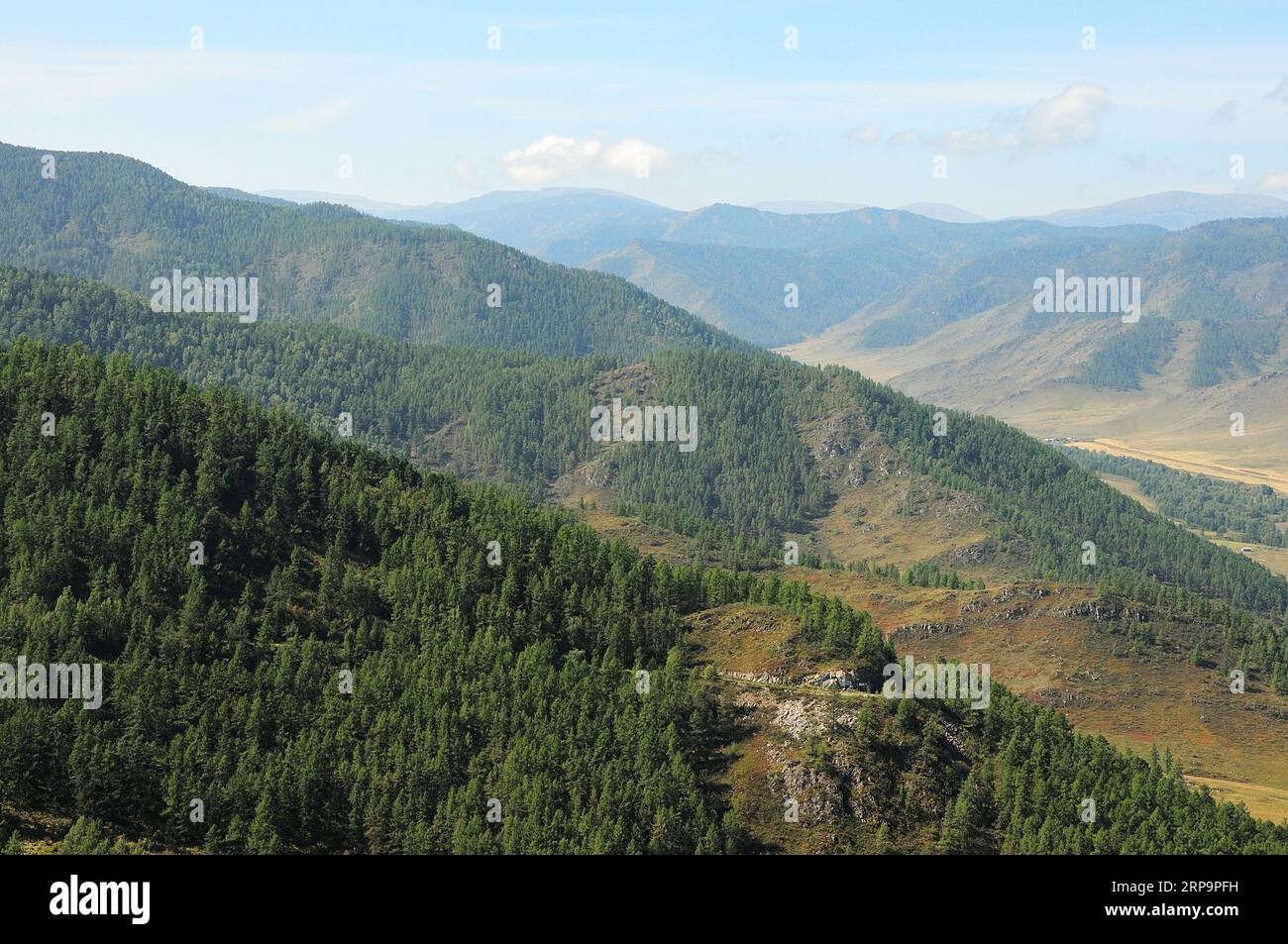 Overgrown with a dense coniferous forest, the gentle slopes of high ...