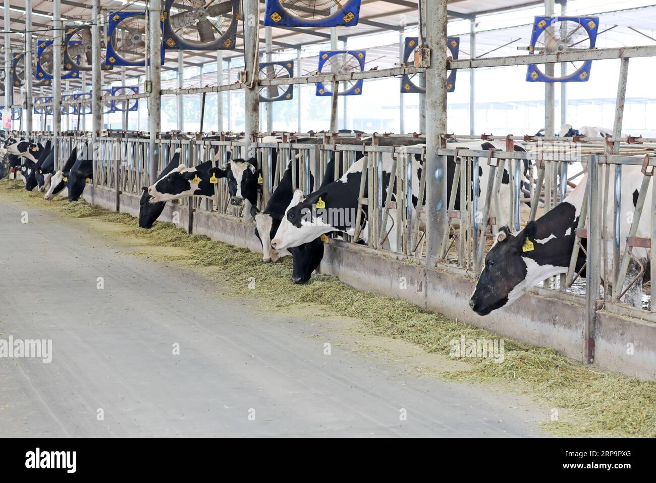 Dairy cows graze on farms Stock Photo - Alamy