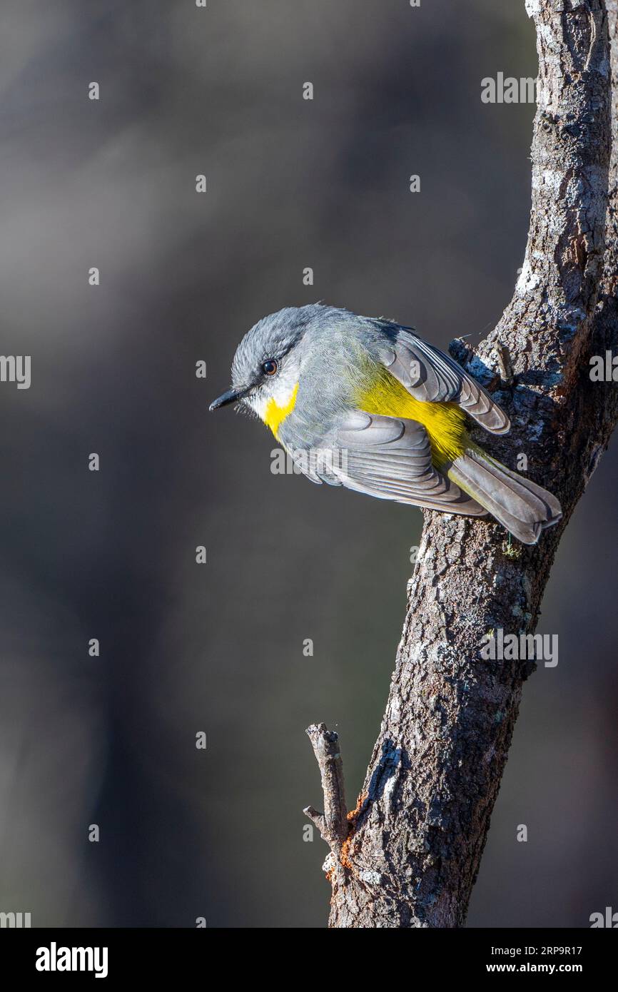 Eastern yellow robin (Eopsaltria australis) perched on branch ...