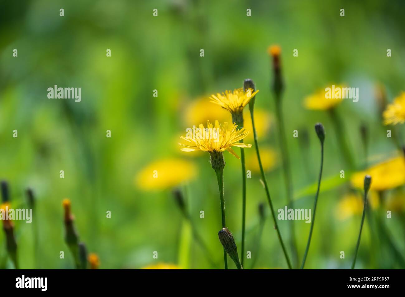 Field of yellow dandelions. Summer field of dandelions. Taraxacum ...