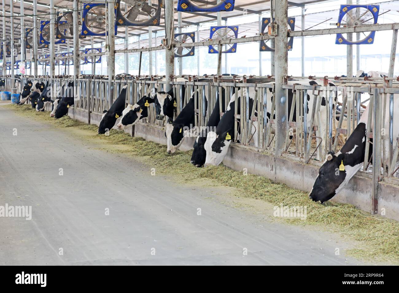 Dairy cows graze on farms Stock Photo - Alamy