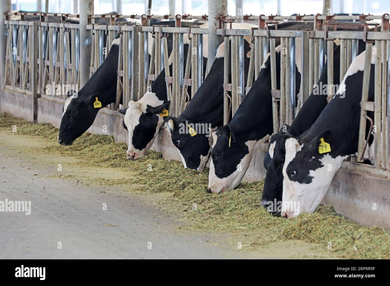 Dairy cows graze on farms Stock Photo - Alamy
