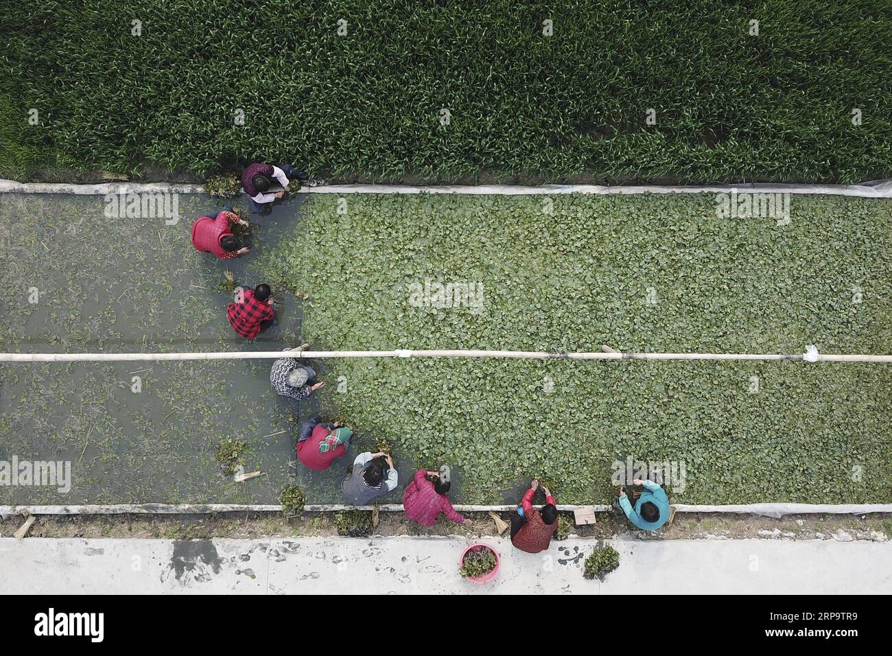 S gorgon hi-res stock photography and images - Alamy