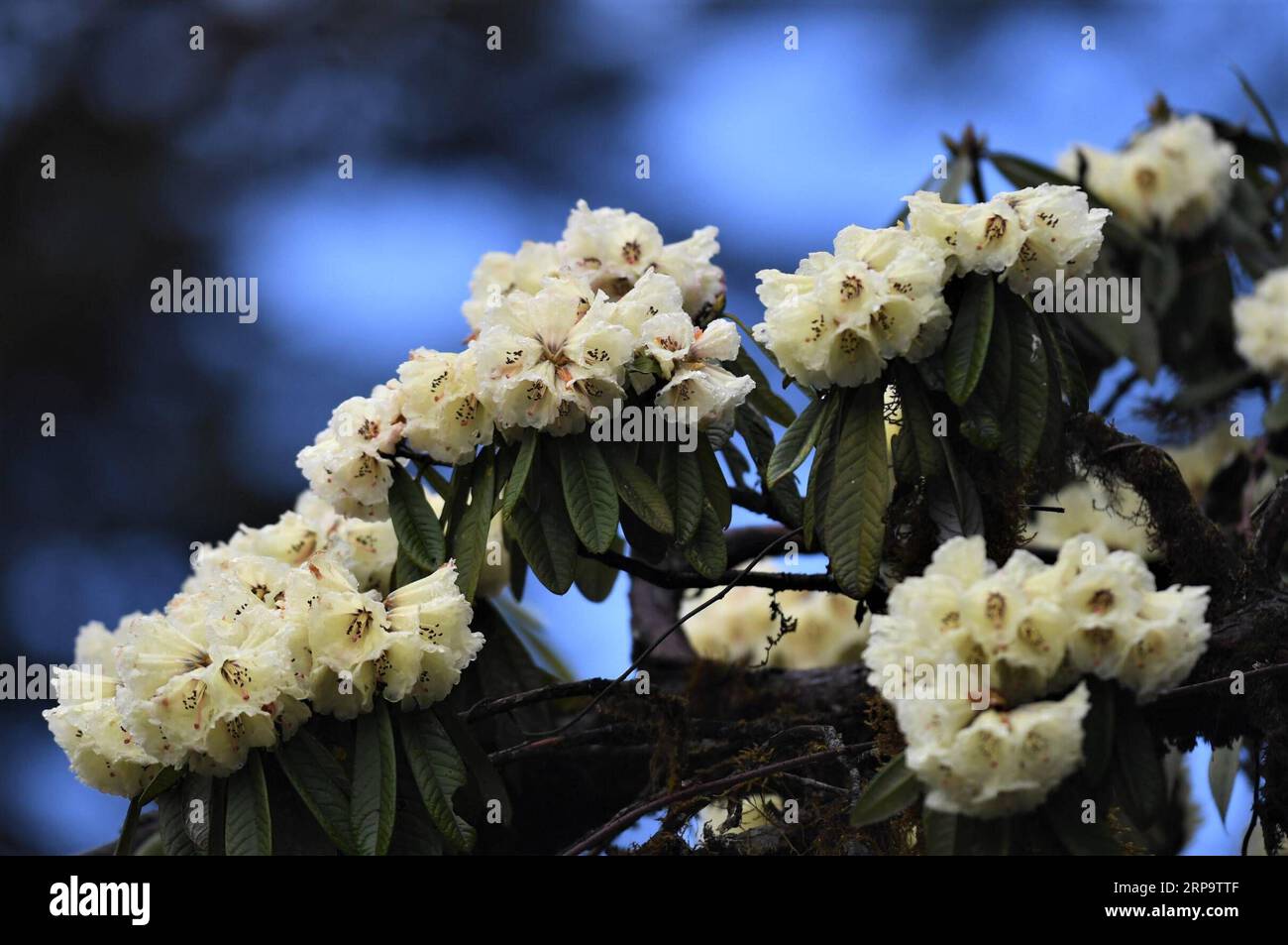 (190417) -- LHASA, April 17, 2019 -- Photo taken on March 30, 2017 ...