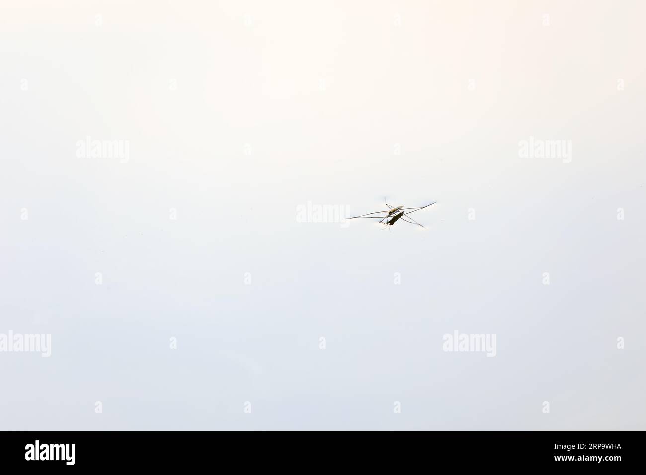 Mythidae insects on the water surface Stock Photo - Alamy