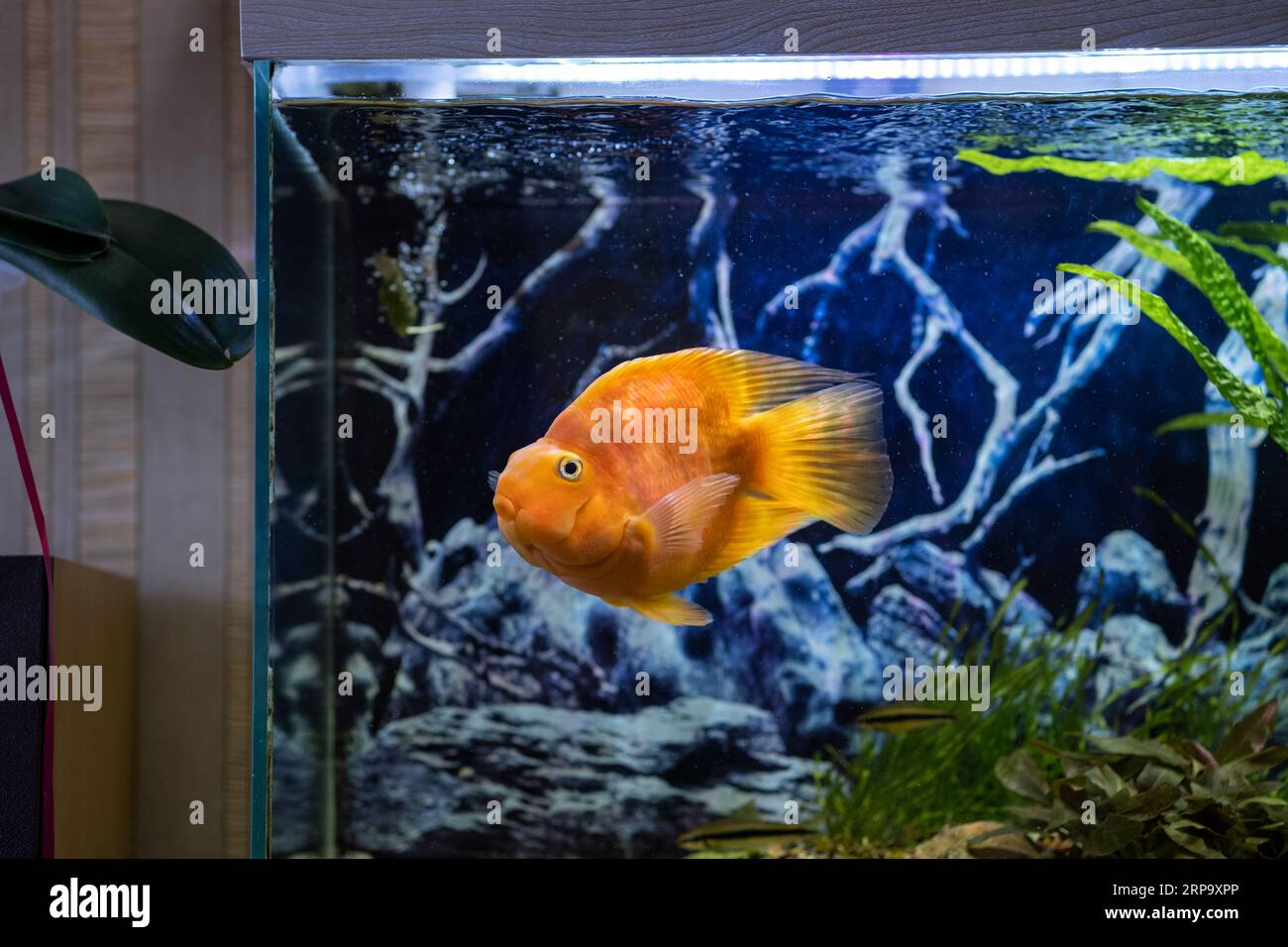 Orange parrot fish in the aquarium. Red Parrot Cichlid. Aquarium fish ...