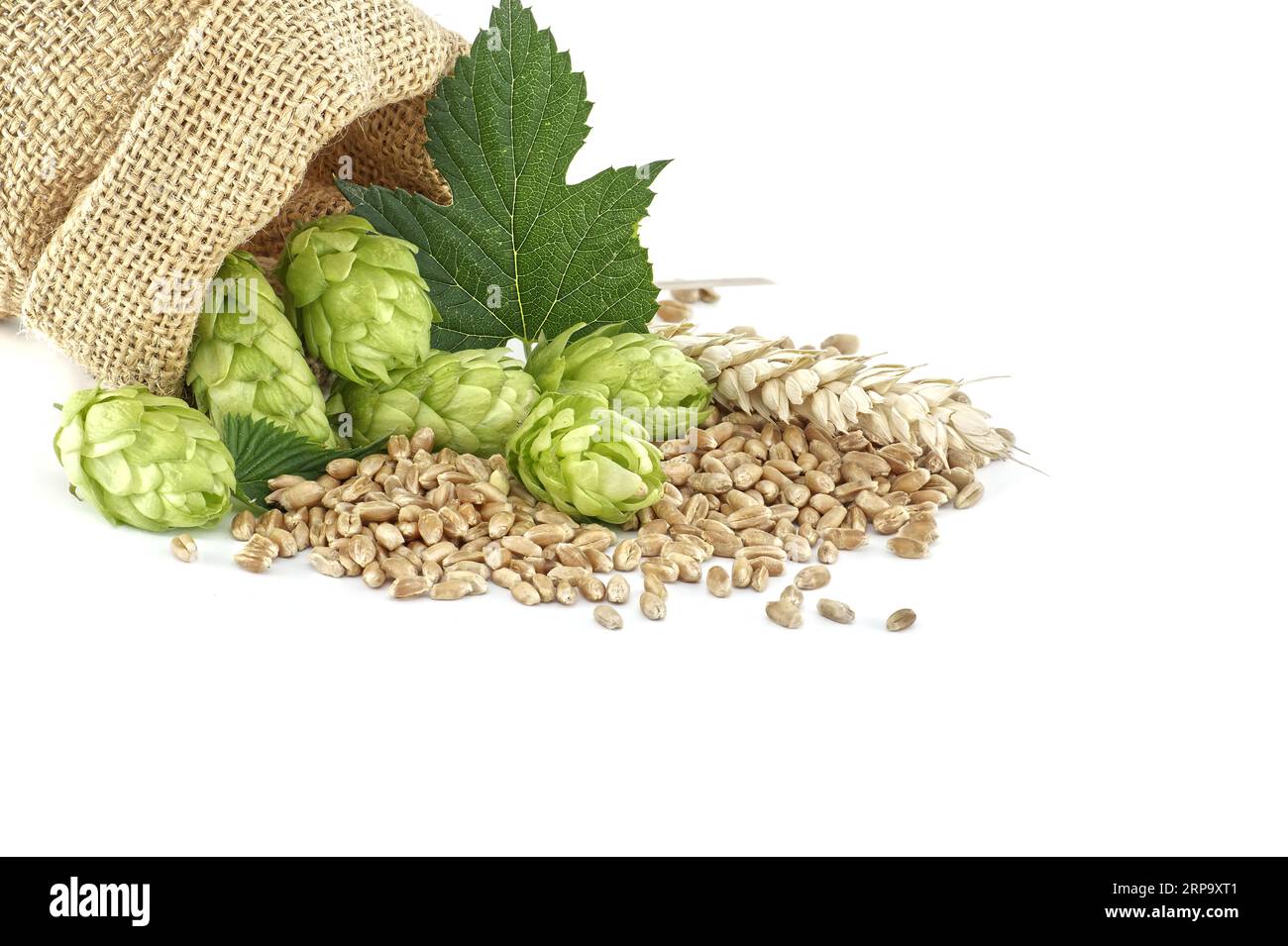 Bag full of hops and wheat isolated on white background, important ...