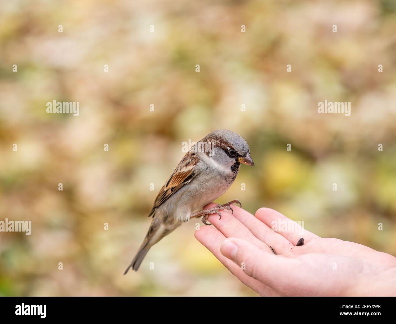 Sparrow eats seeds from a man's hand. A Sparrow bird sitting on the ...