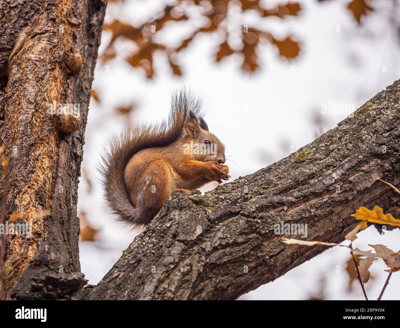 The squirrel with nut sits on tree in the autumn. Eurasian red squirrel ...