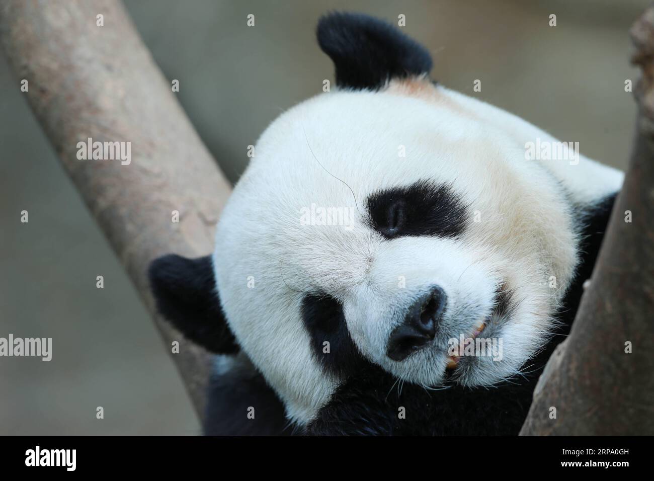 (190421) -- YONGIN, April 21, 2019 (Xinhua) -- Chinese male giant panda ...