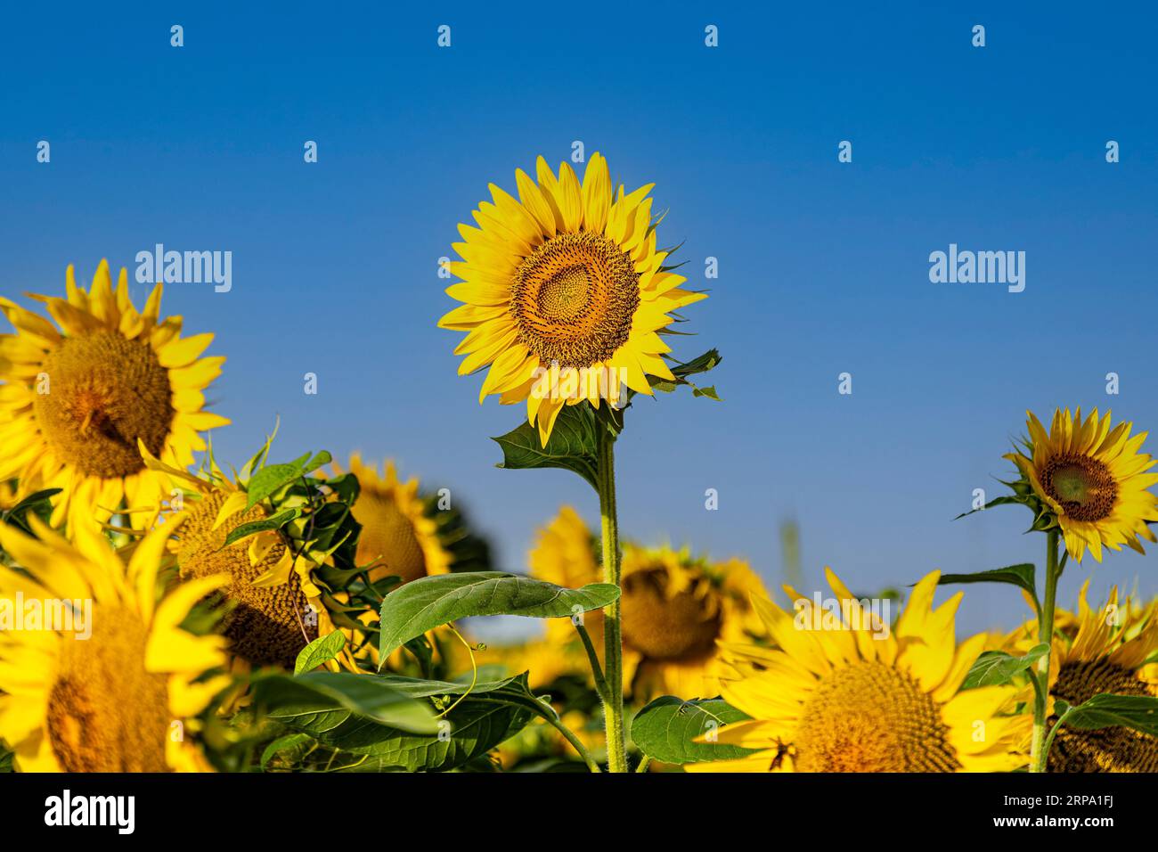 Sunnyflowers hi-res stock photography and images - Alamy