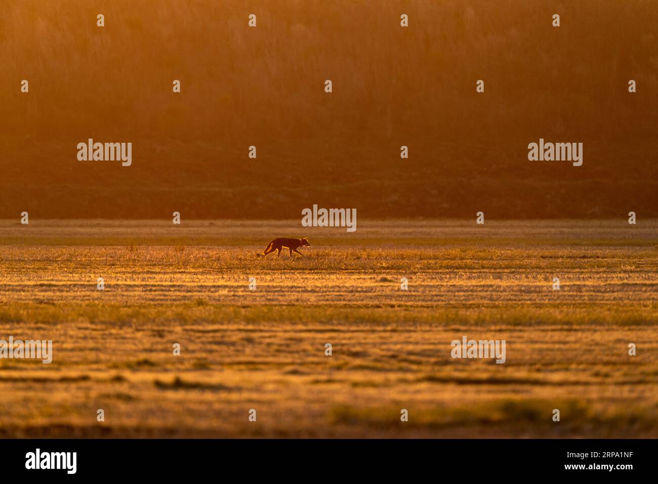 A red wolf roams across the Alligator River National Wildlife Refuge as ...