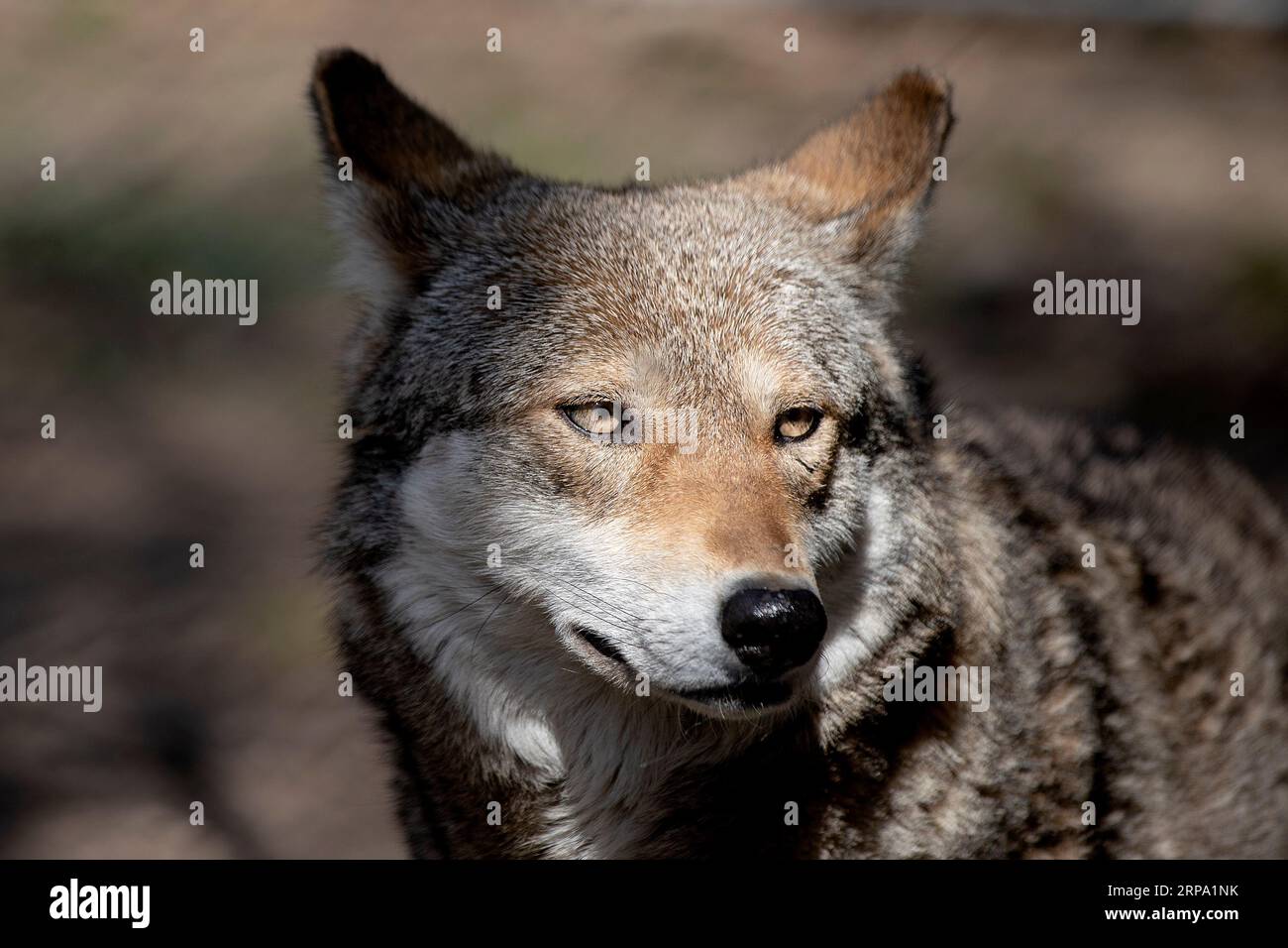 Brave, a 7-year-old mother red wolf, walks through her enclosure at ...
