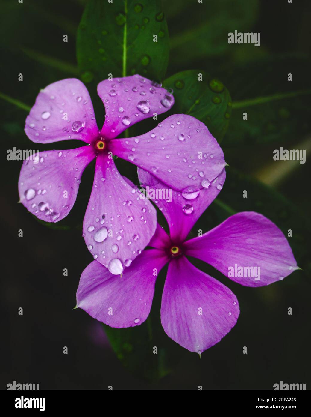 A close-up of a beautiful rose periwinkle covered in vibrant droplets ...